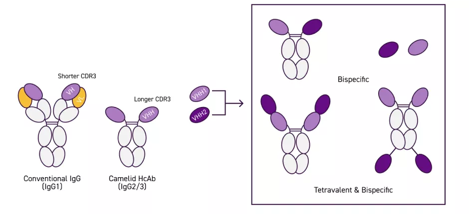 Single Domain (VHH) Antibody Discovery | Twist Bioscience